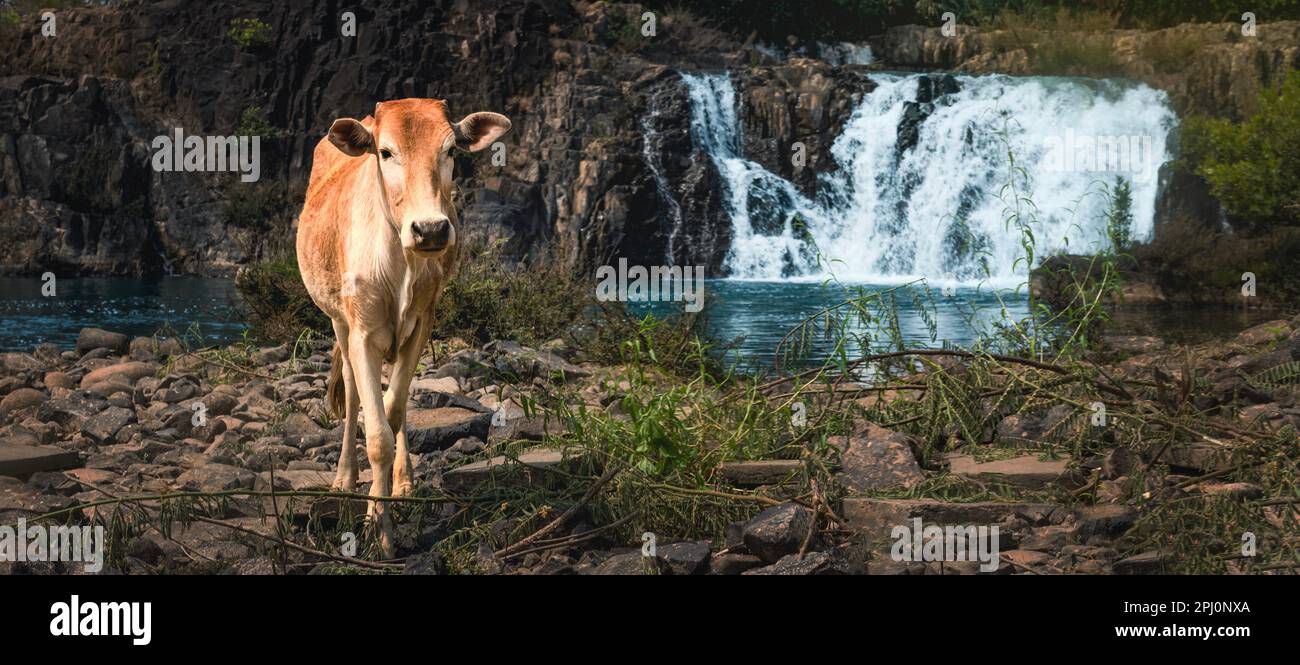 Cow at beautiful Tad Faed waterfall. Laos landscape. Panorama Stock ...