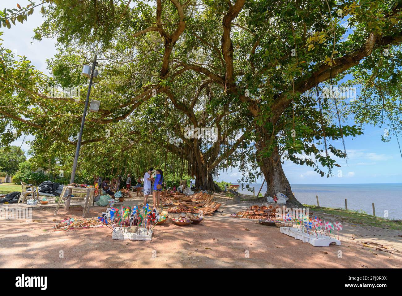 Huge tree in porto hi-res stock photography and images - Alamy