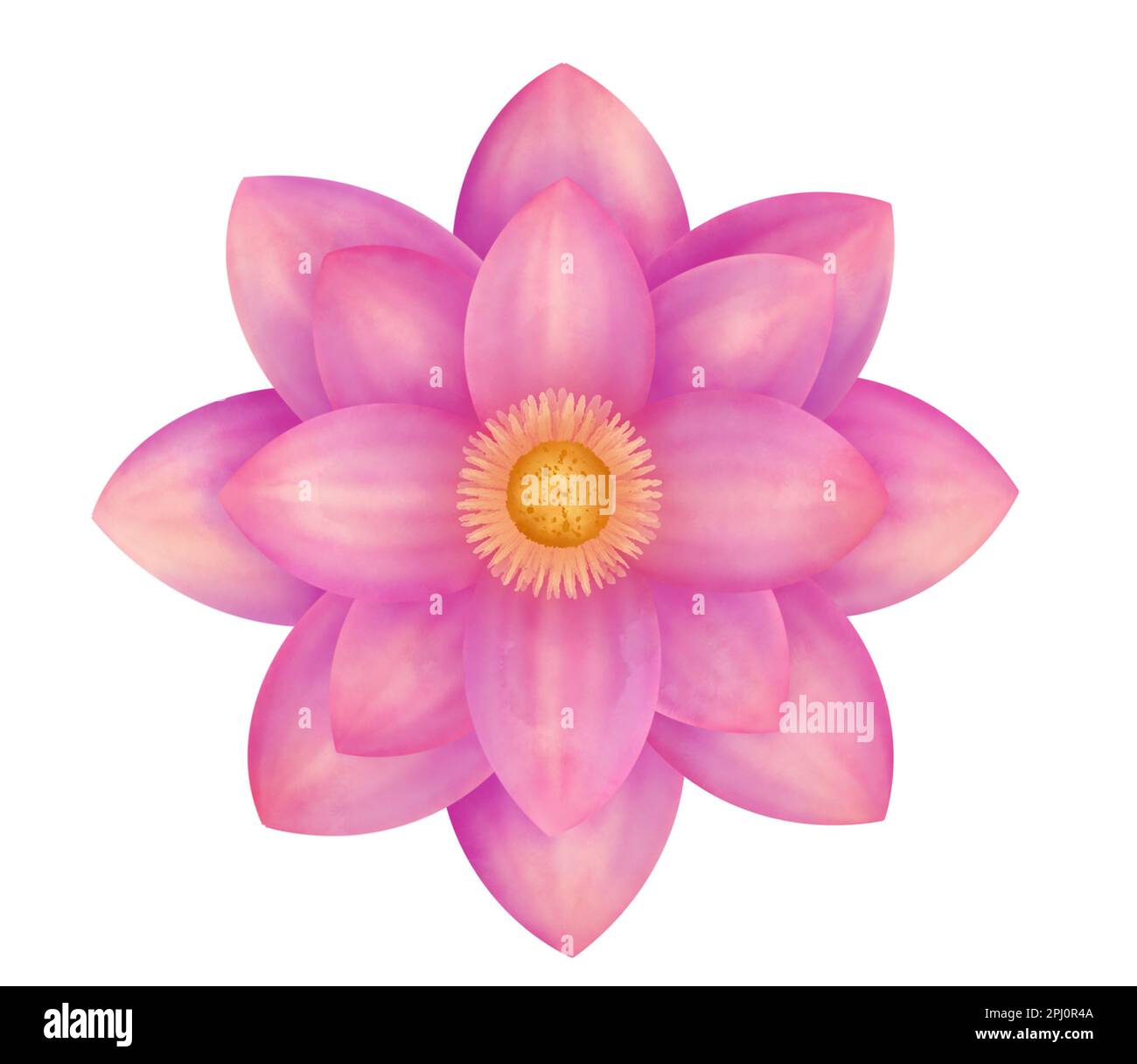 Lotus Flower Illustration Images at John Sigel blog