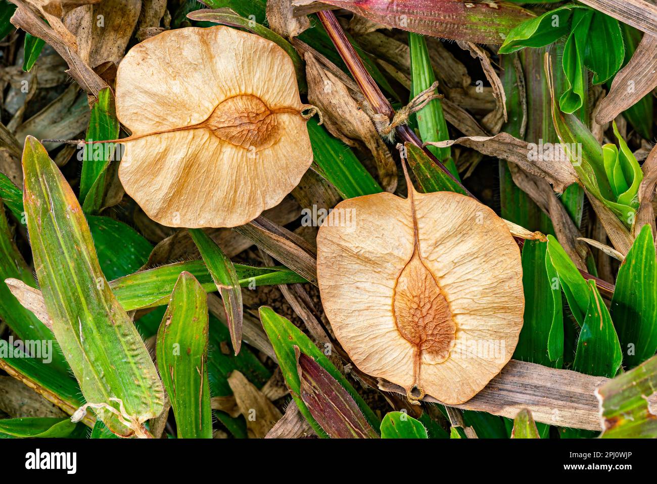 Flying seeds hi-res stock photography and images - Alamy