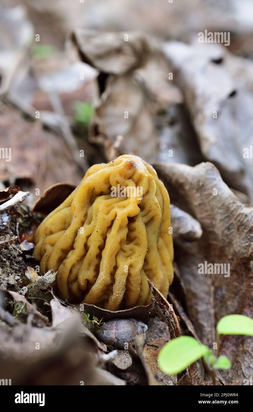 Verpa bohemica, commonly known as the early morel Stock Photo - Alamy