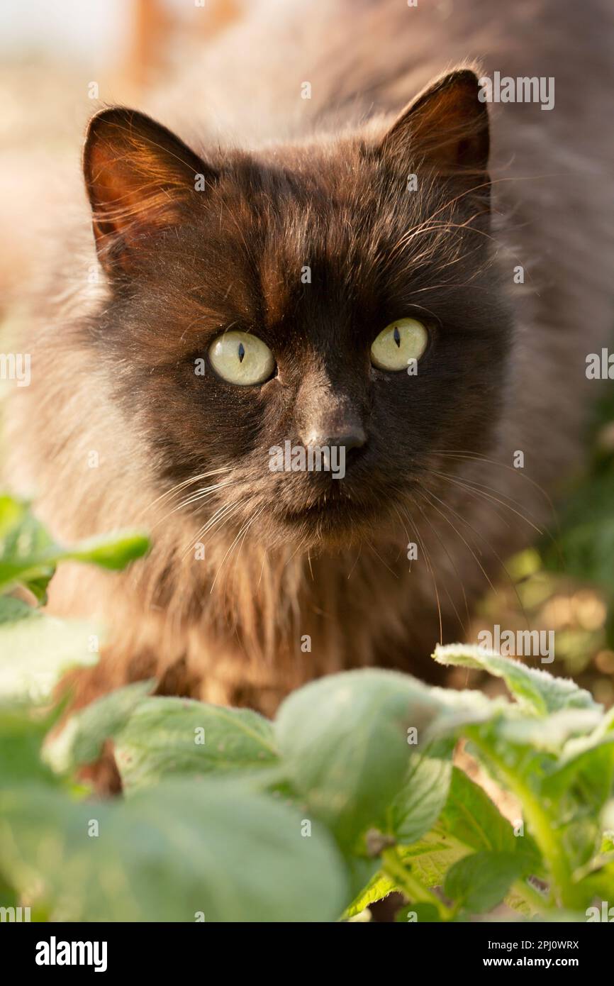 Old black cat in the spring garden on the garden bed, close-up Stock ...
