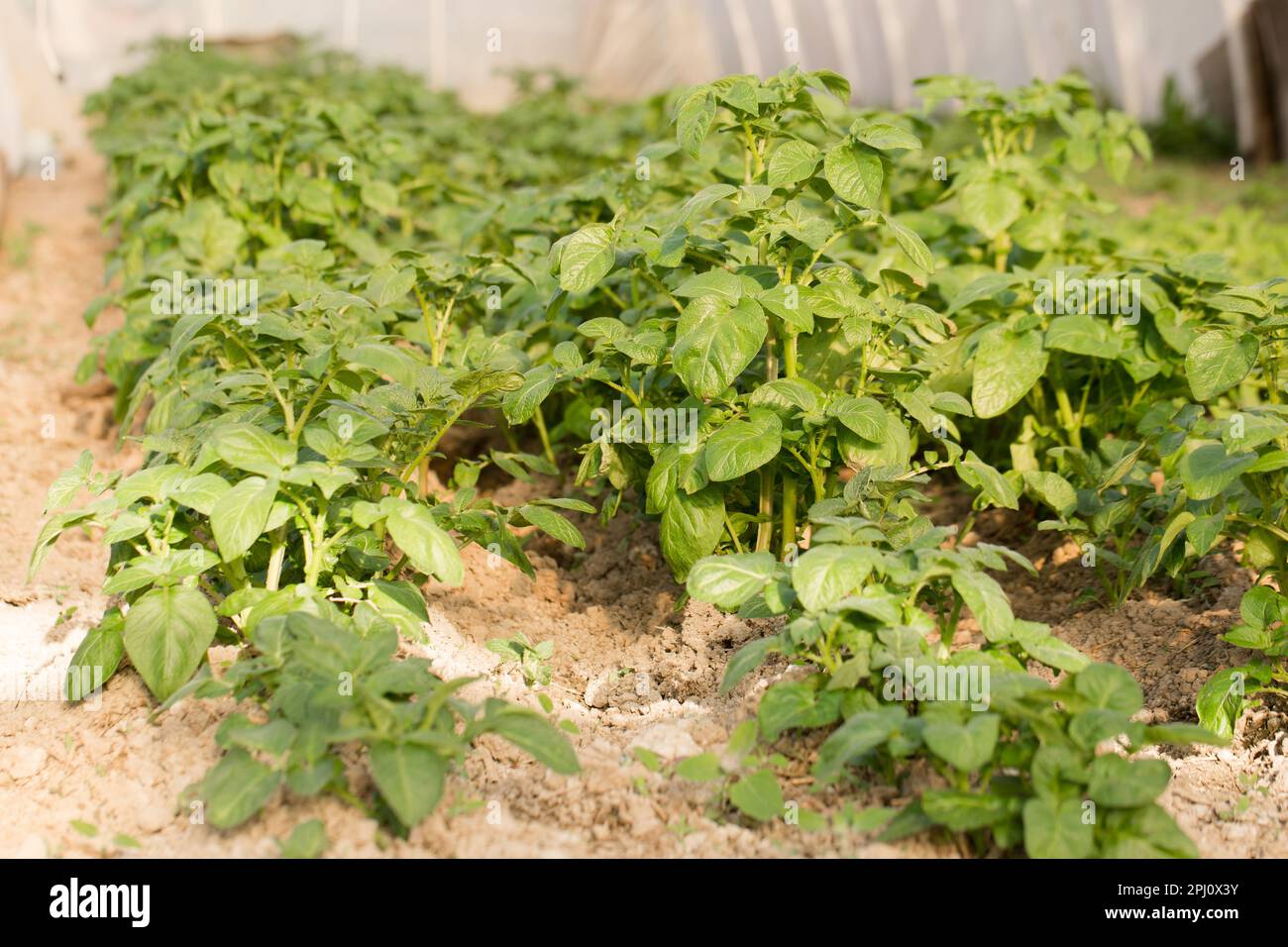 Young potatoes grow in a greenhouse for an early harvest Stock Photo ...