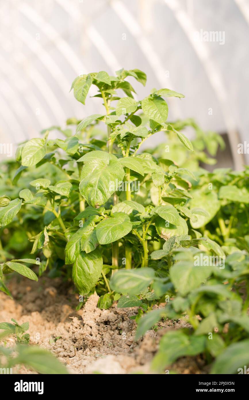 Young potatoes grow in a greenhouse for an early harvest Stock Photo ...