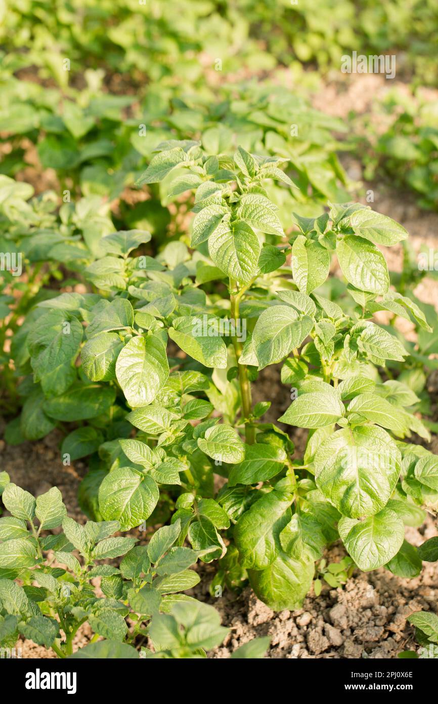 Young potatoes grow in a greenhouse for an early harvest Stock Photo ...