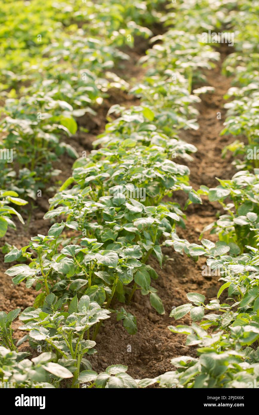 Young potatoes grow in a greenhouse for an early harvest Stock Photo ...