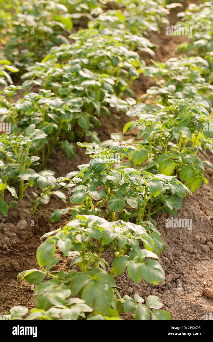 Young potatoes grow in a greenhouse for an early harvest Stock Photo ...