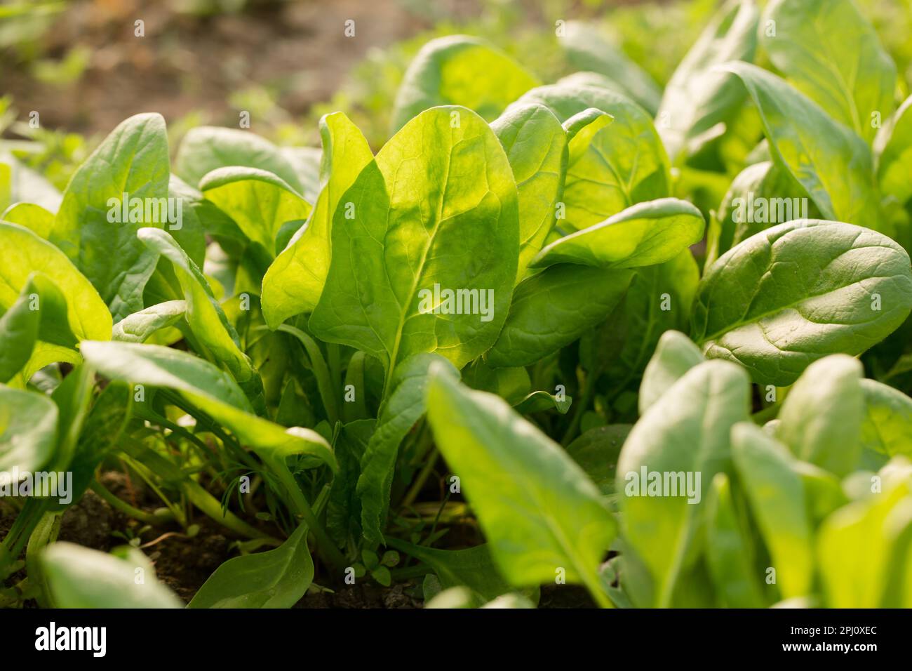 Young spinach grow in a garden bed on a sunny day Stock Photo - Alamy
