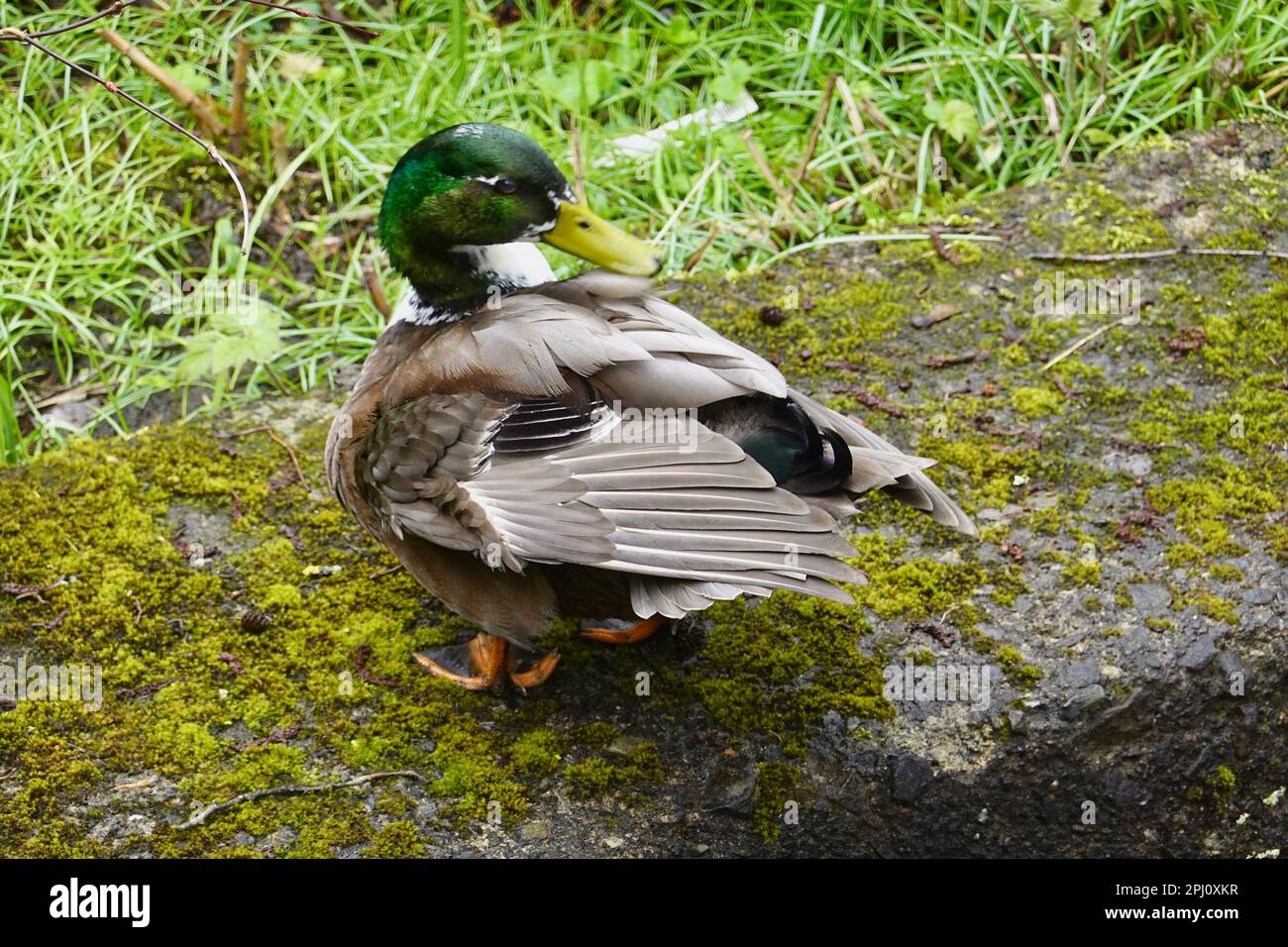 A male mallard preening Stock Photo - Alamy