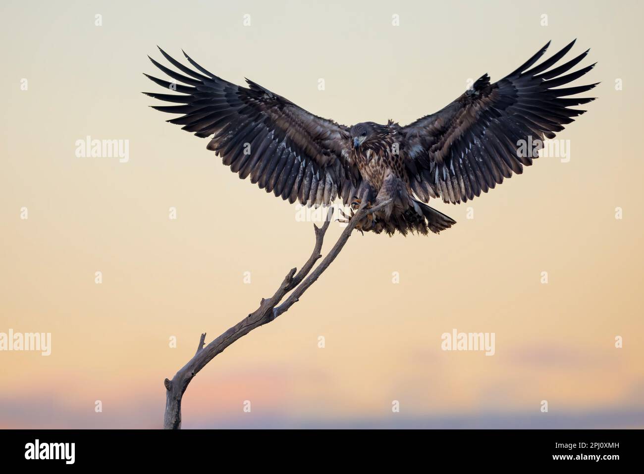 A majestic bald eagle soars through the sky, perched atop a dead tree ...