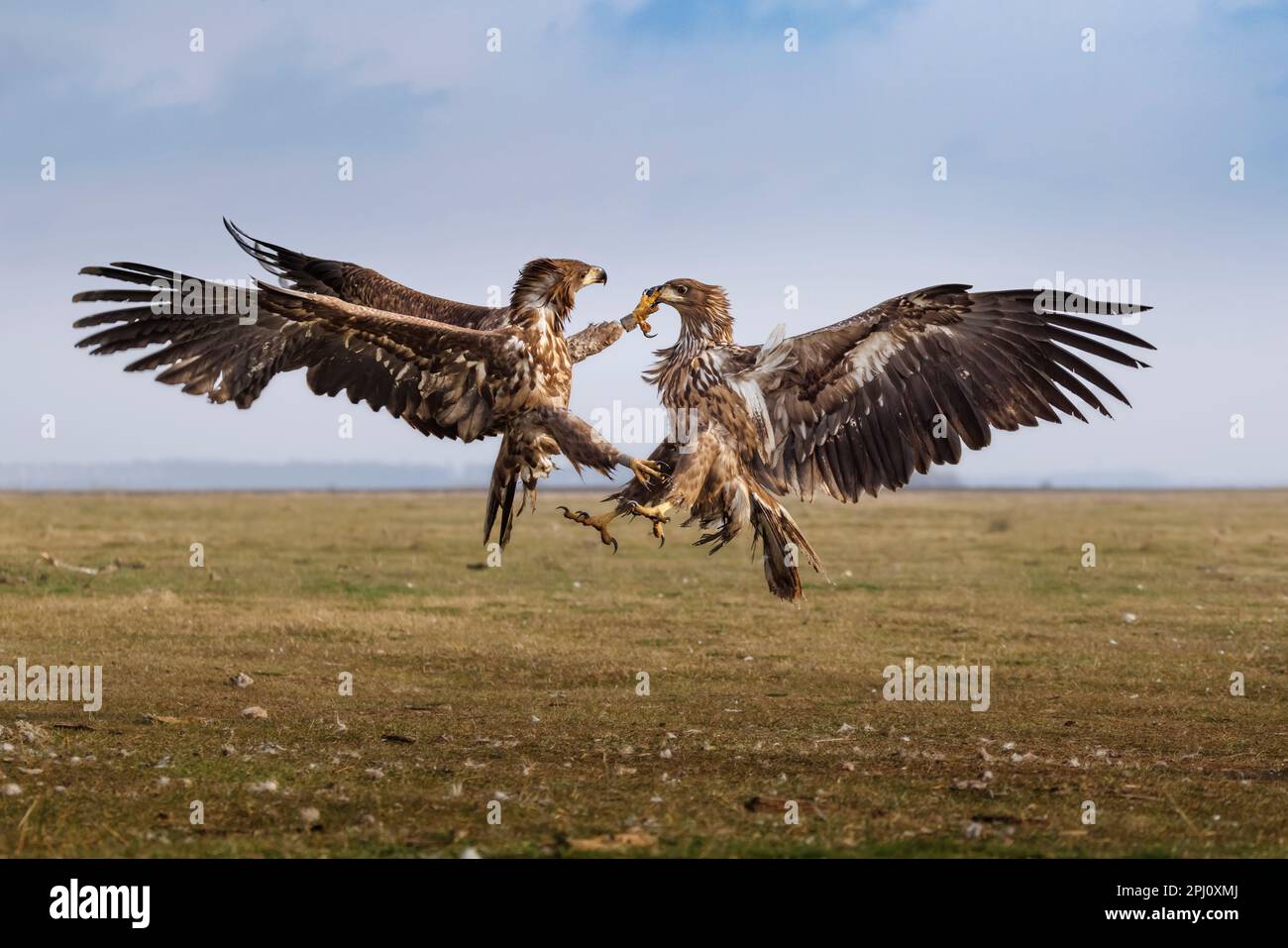 A pair of white-tailed eagles locked in a midair battle with their ...