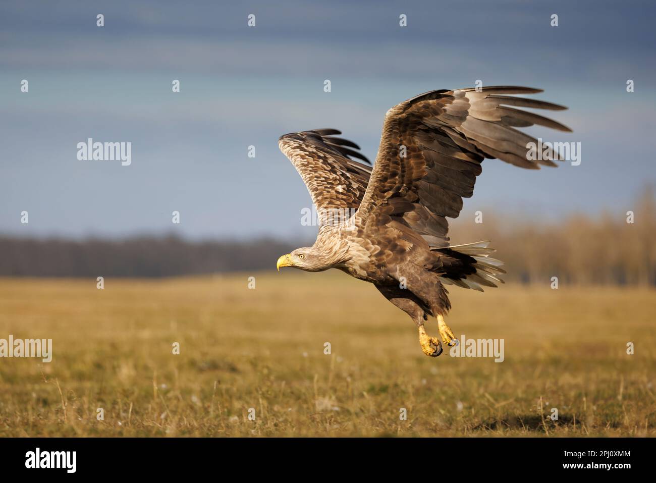 A majestic White Tailed Eagle takes flight from a lush, grassy field ...