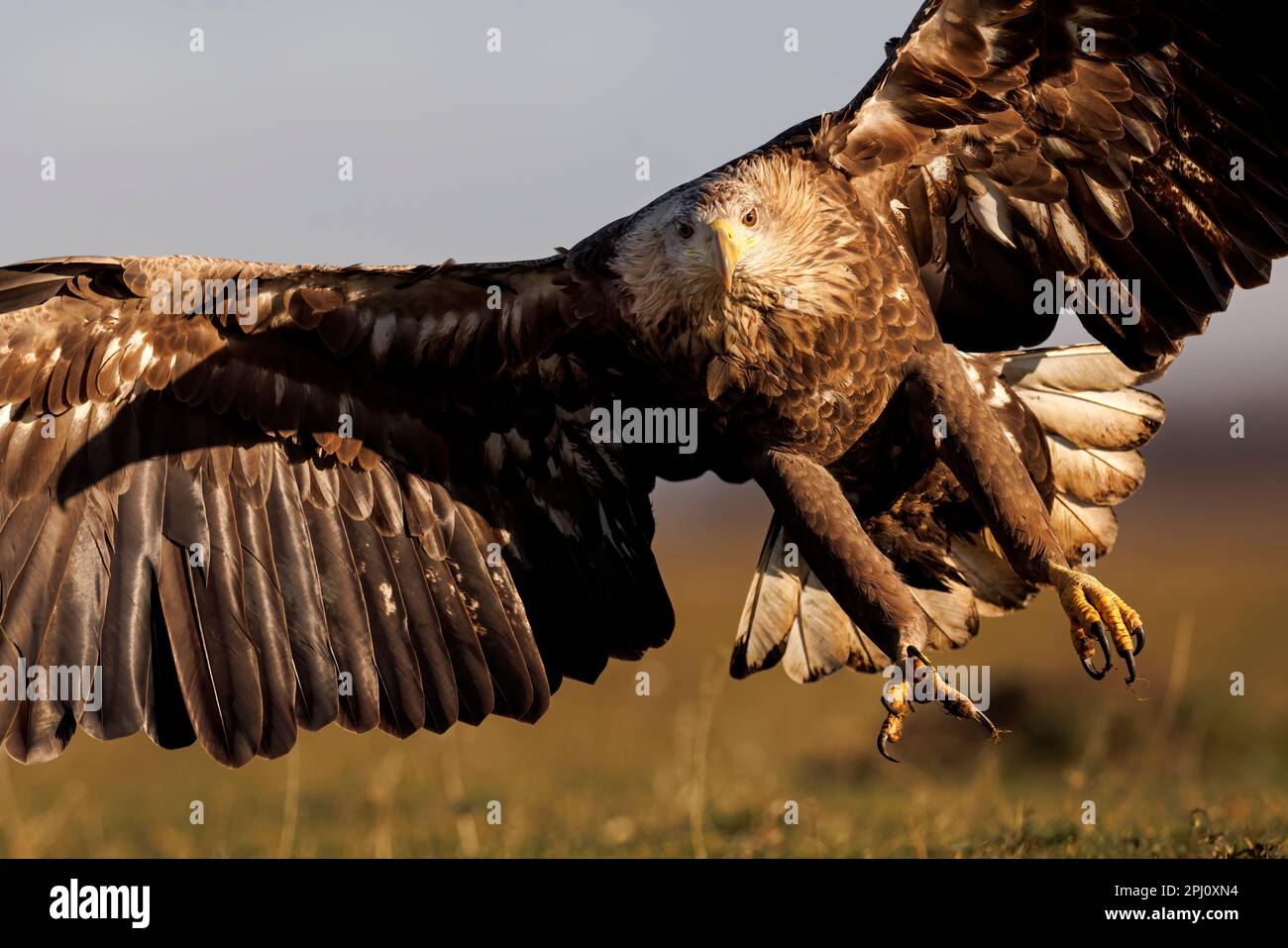 A white-tailed eagle captured in mid-flight, with its expansive ...