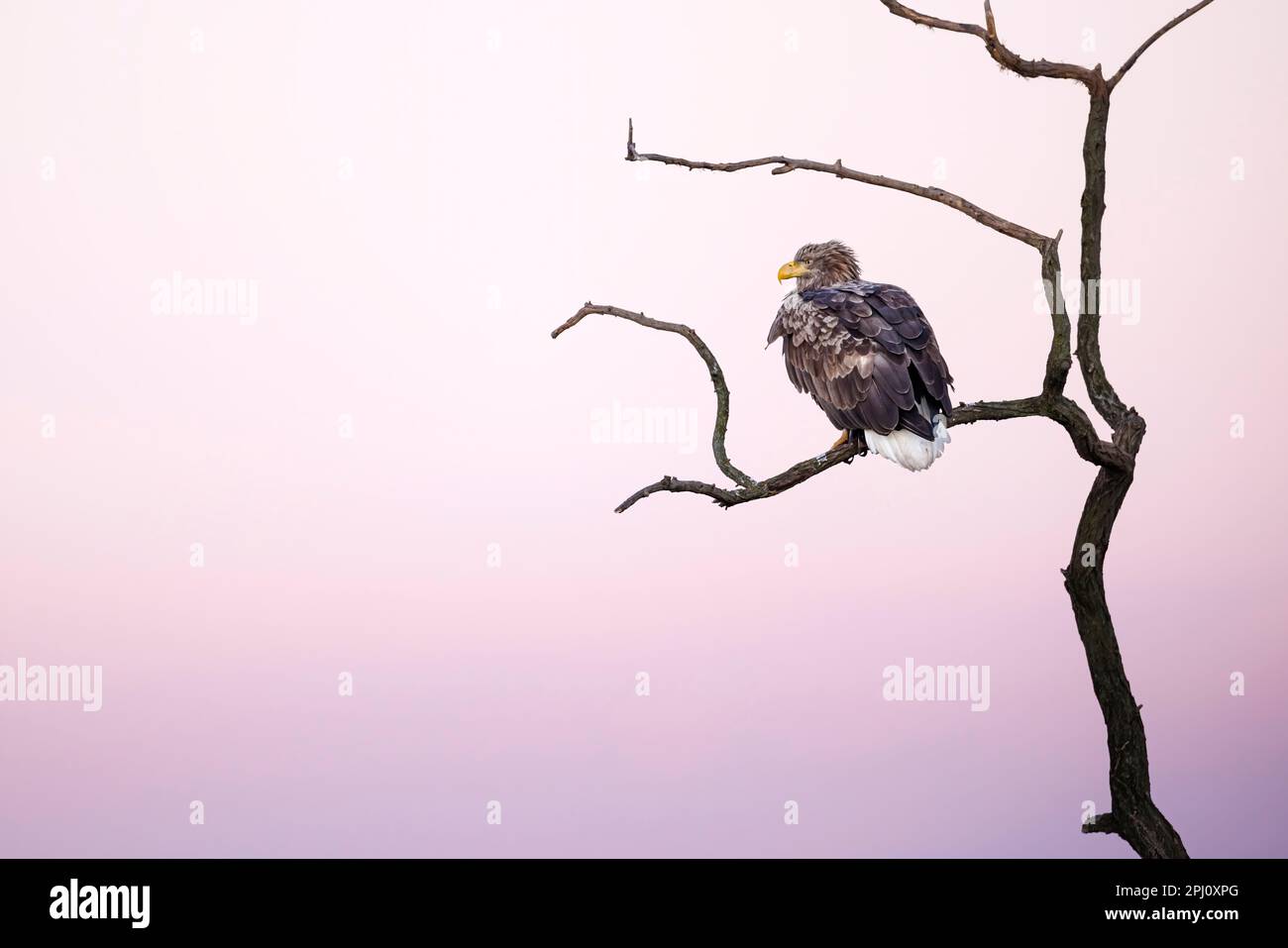 A white-tailed eagle perched atop a dead tree branch, silhouetted ...
