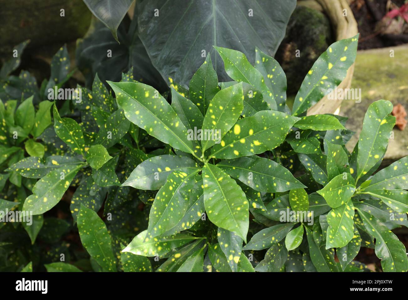 A group of Gold Dust Croton plants growing in a garden in Milwaukee ...