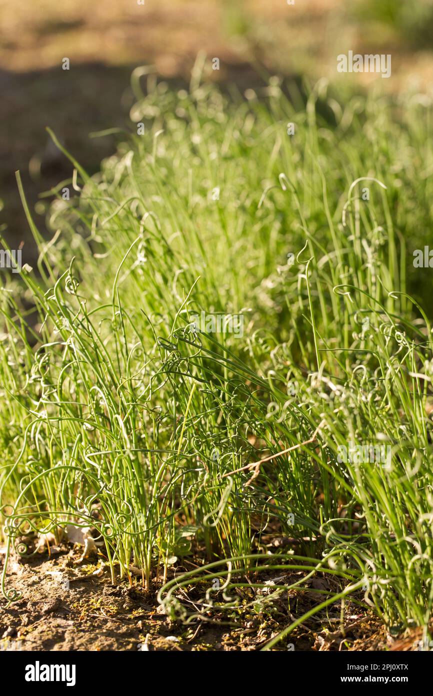 Curly green mini onions on a spring bed Stock Photo - Alamy