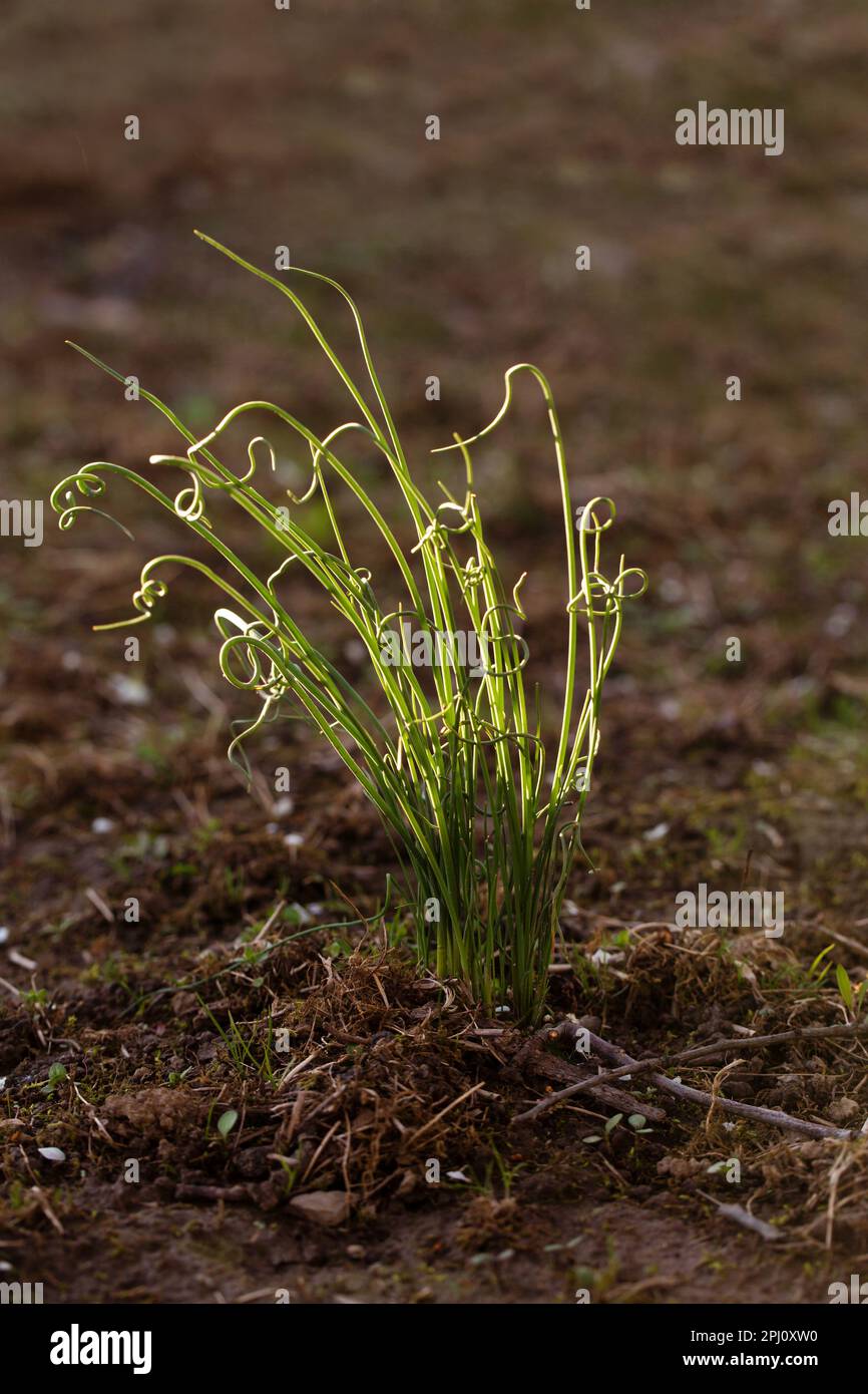 Curly onions hi-res stock photography and images - Alamy