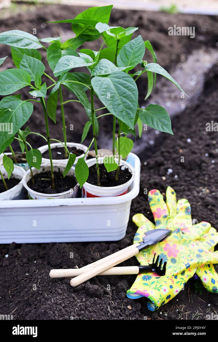 Pepper seedlings ready for transplanting. The concept of caring for ...