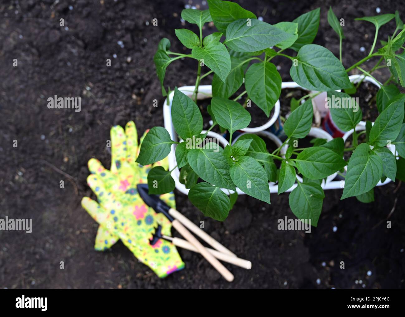 Pepper seedlings ready for transplanting. The concept of caring for ...