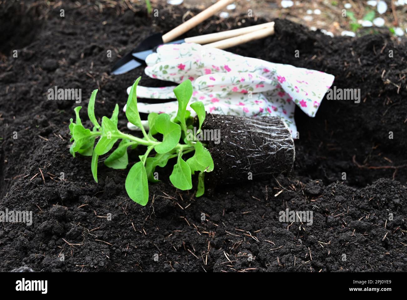 The child takes care of the plant and waters it. A kid's hand puts ...