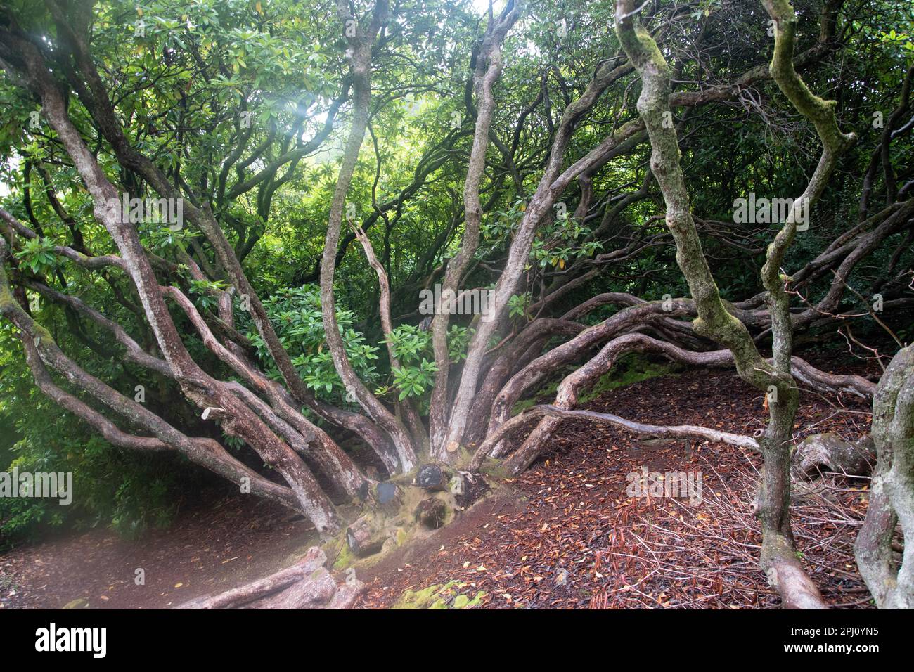 Spider tree in northern wales forest Stock Photo - Alamy