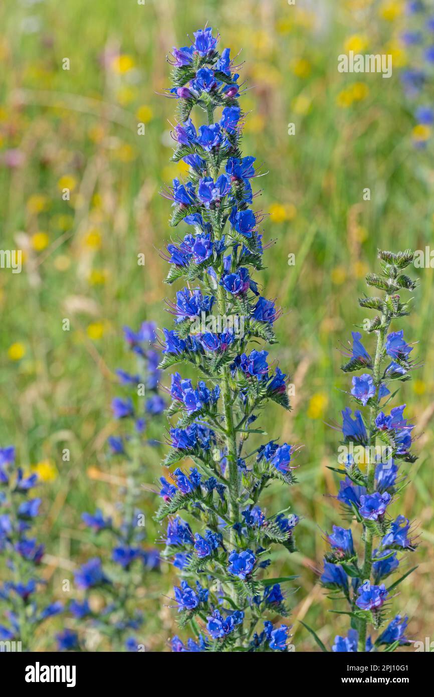 Flowering blue viper's bugloss, Echium vulgare Stock Photo - Alamy