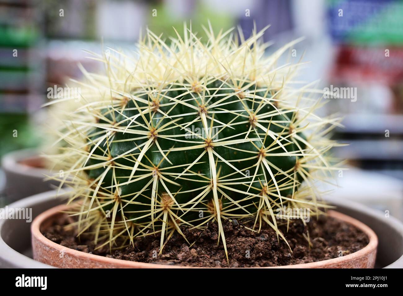 cactus Plants of the genus Crassulaceae in pots at a flower shop ...