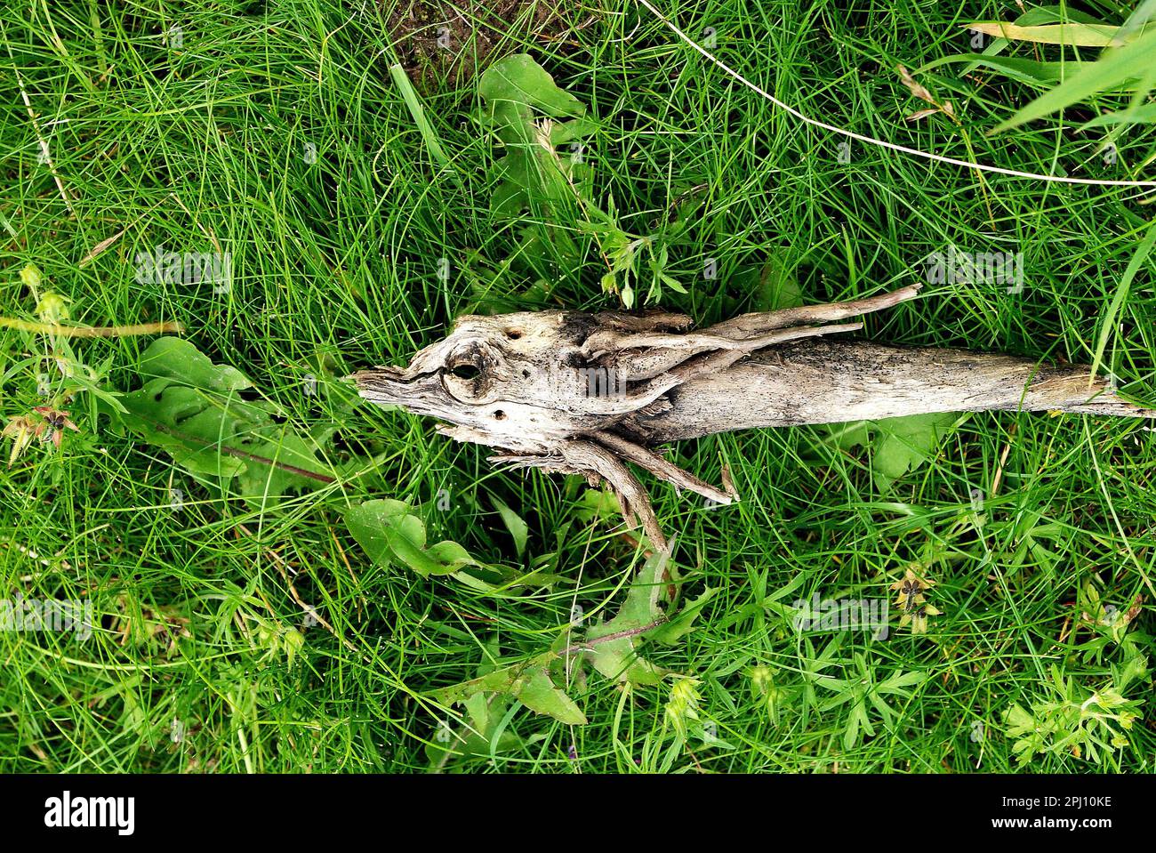 Fish shapes hi-res stock photography and images - Alamy