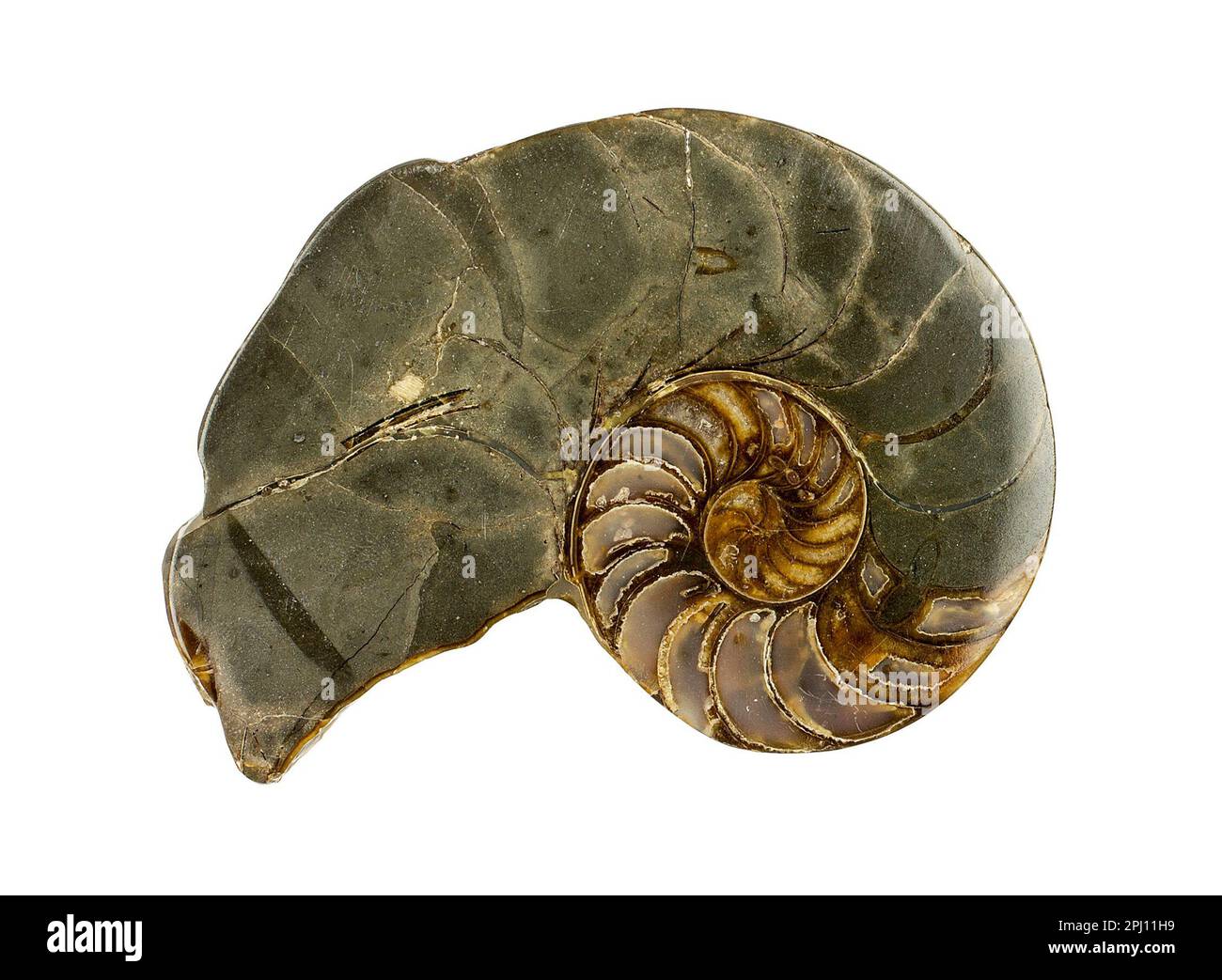 Fossilized nautilus shell, Eutrephoceras dekayi, fossil specimen ...