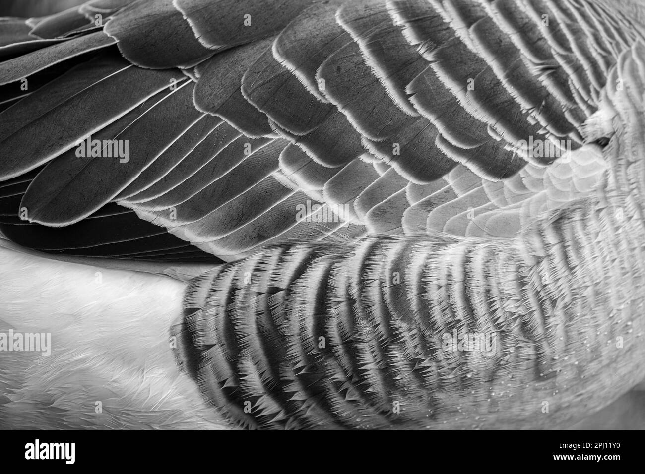 Graceful feathers Black and White Stock Photos & Images - Alamy
