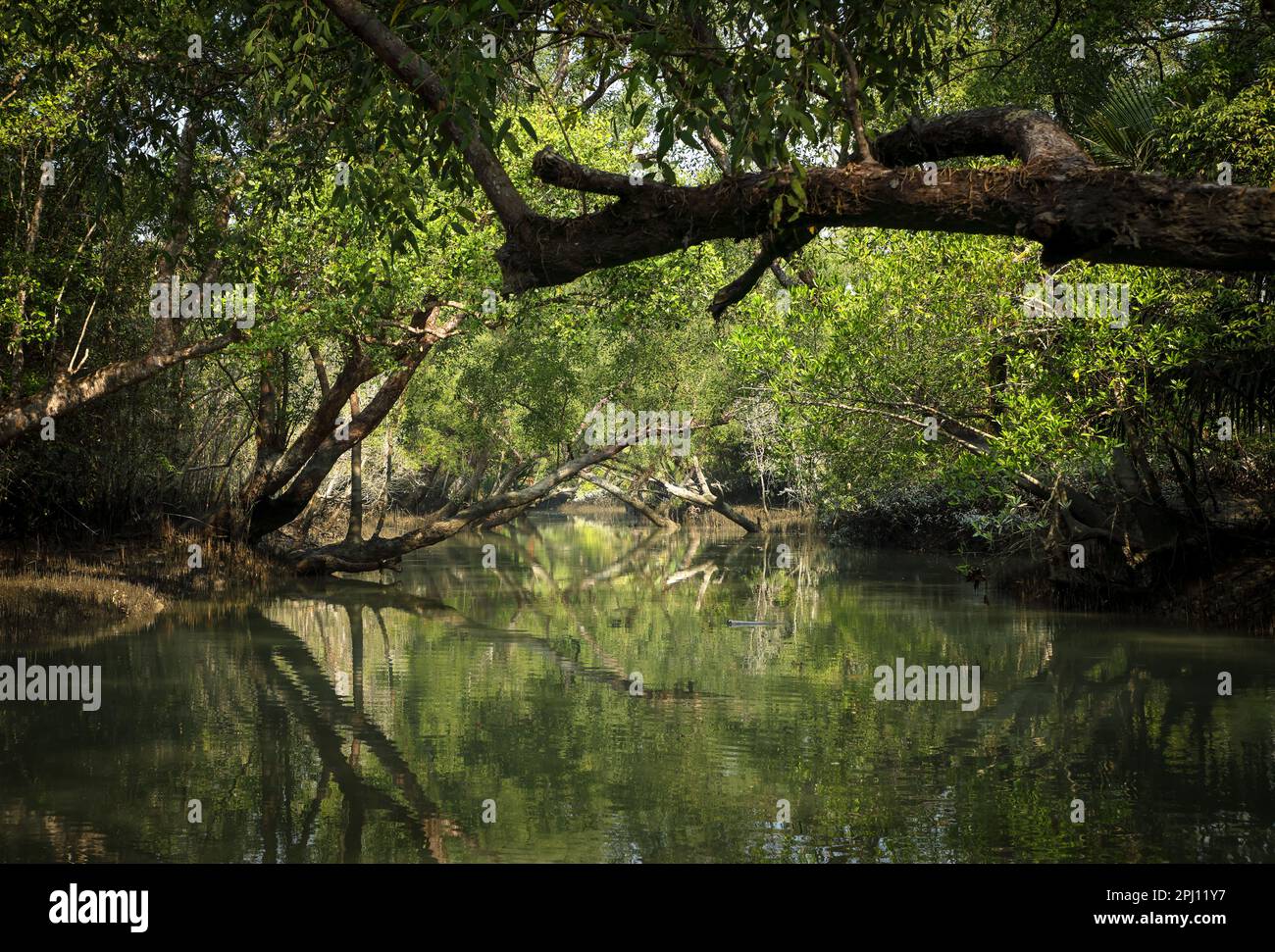 Sundarbans is the biggest natural mangrove forest in the world, located ...