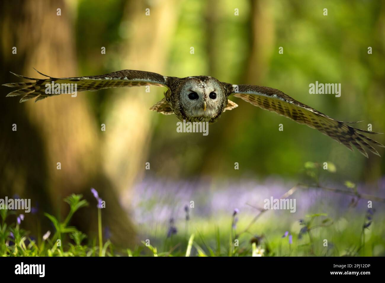 Tawny owl (Strix aluco) in flight in a bluebell (Hyacinthoides non ...