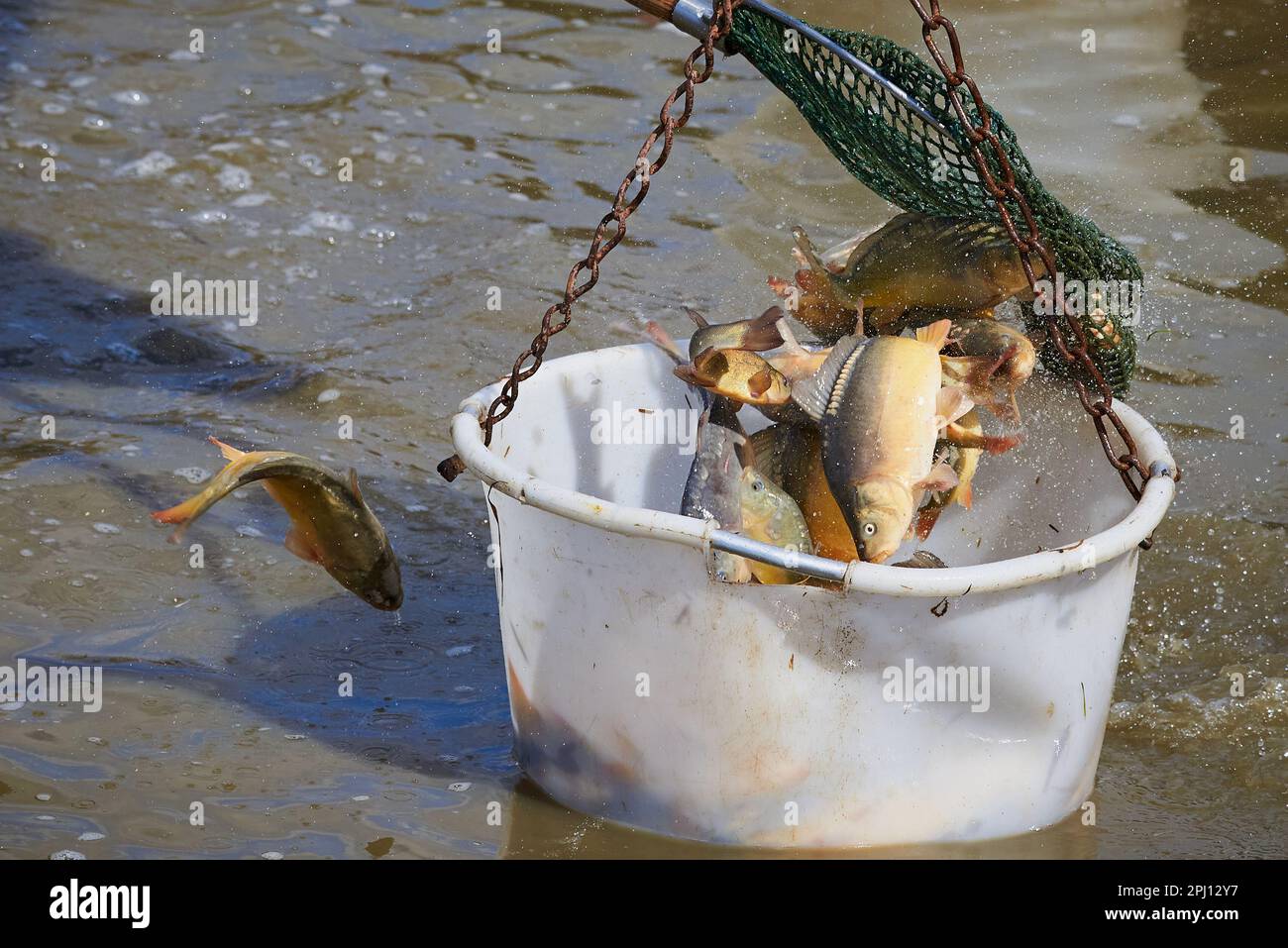 Fresh Carp fishes in a bucket Stock Photo - Alamy