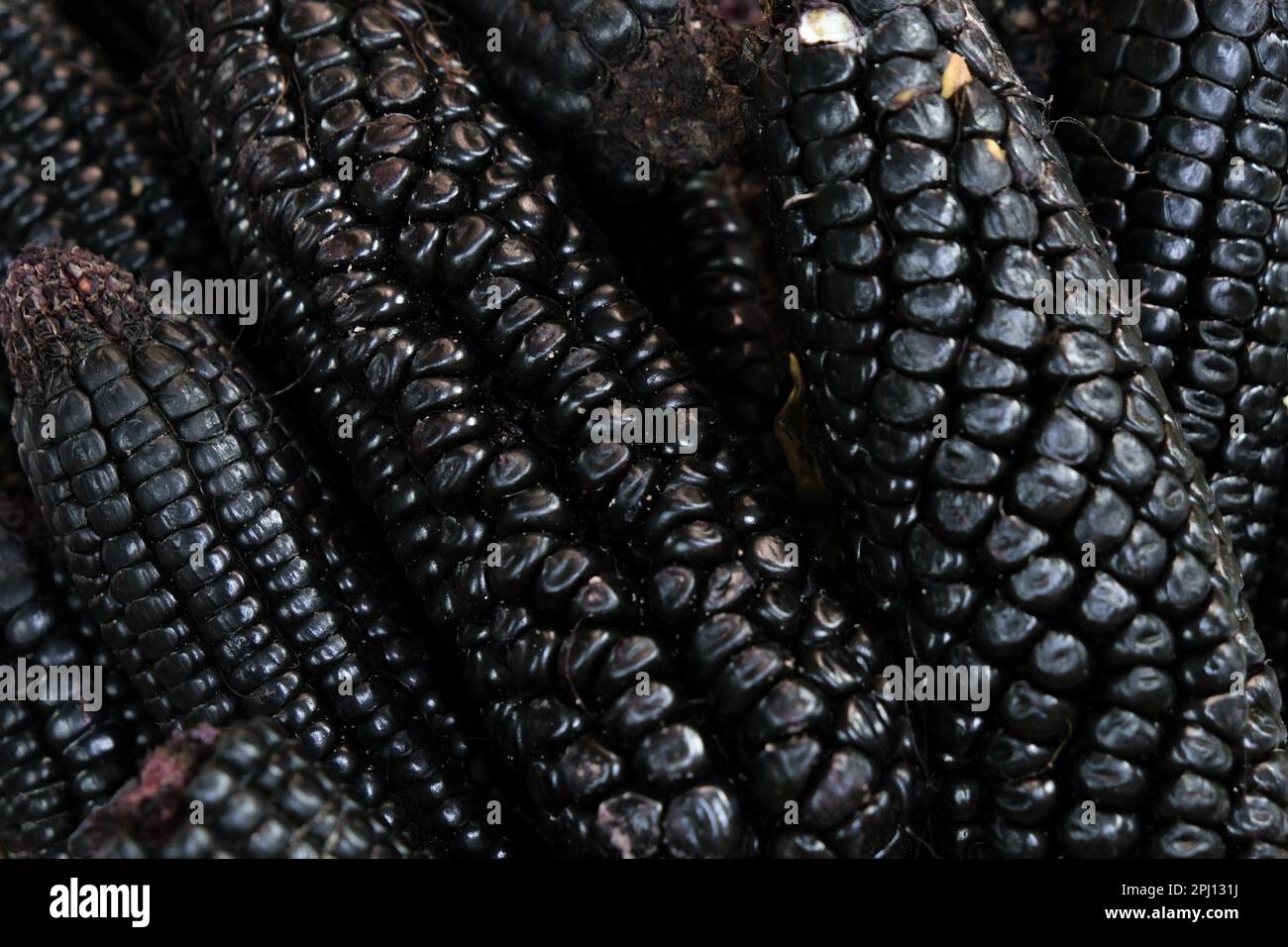 Close-up detailed black corn or maíz negro. Chicha Morada is made from ...