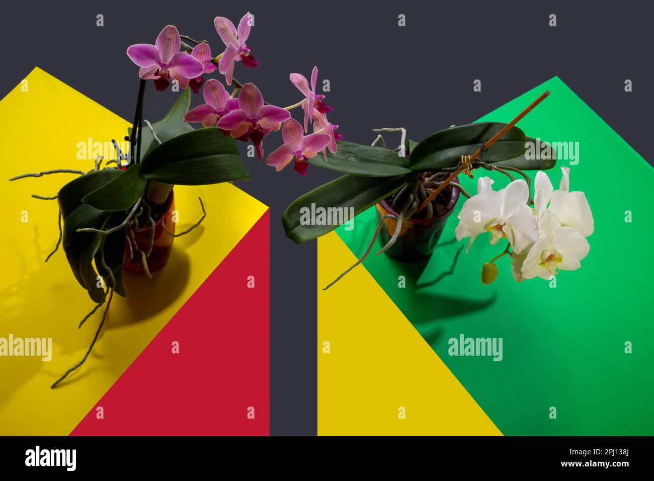 Geometric still life with indoor orchids Stock Photo - Alamy
