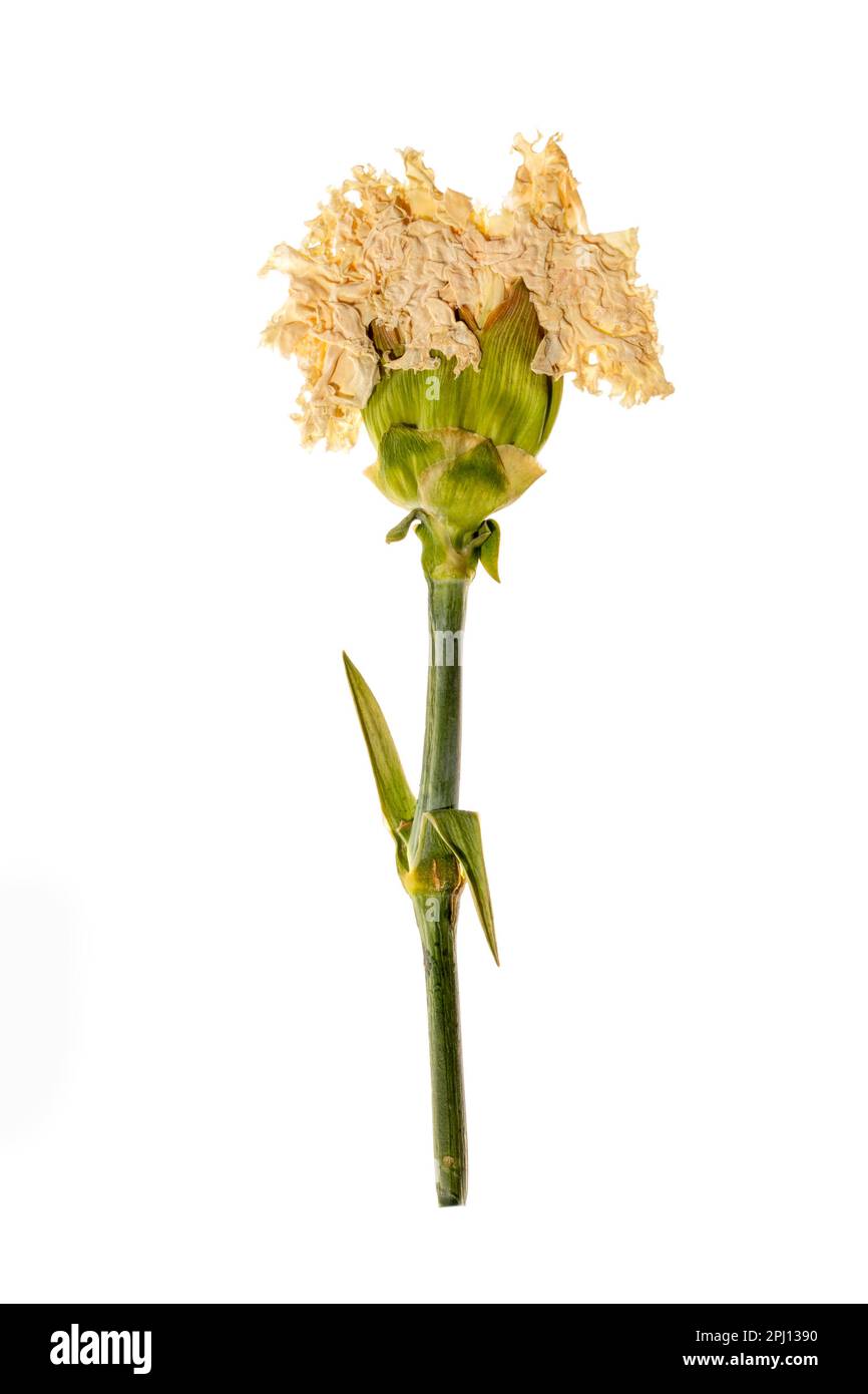 A sprig of a dried flower from a herbarium on a white background Stock ...