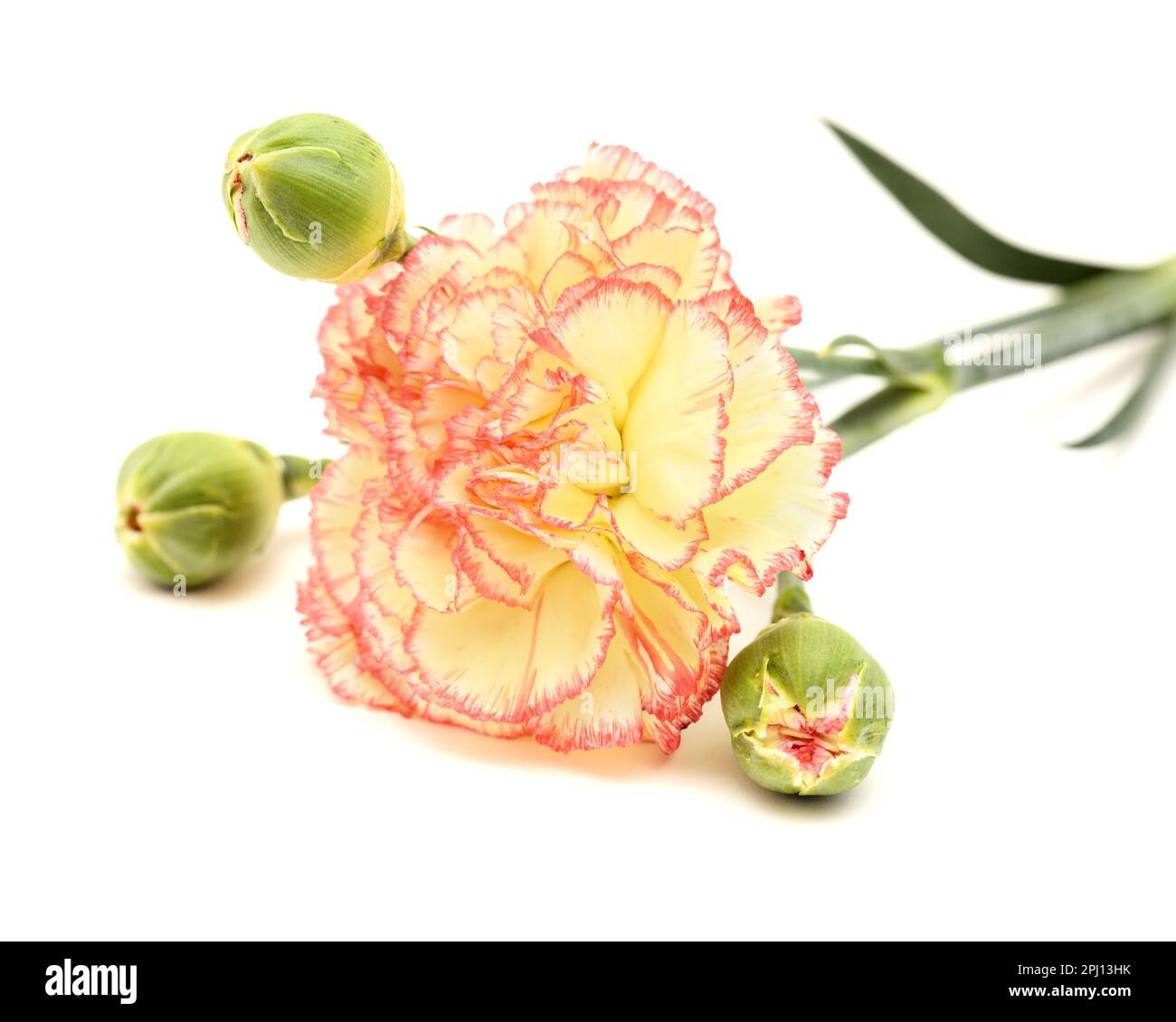 beautiful unusual cream and pink red Carnation flowers isolated on ...