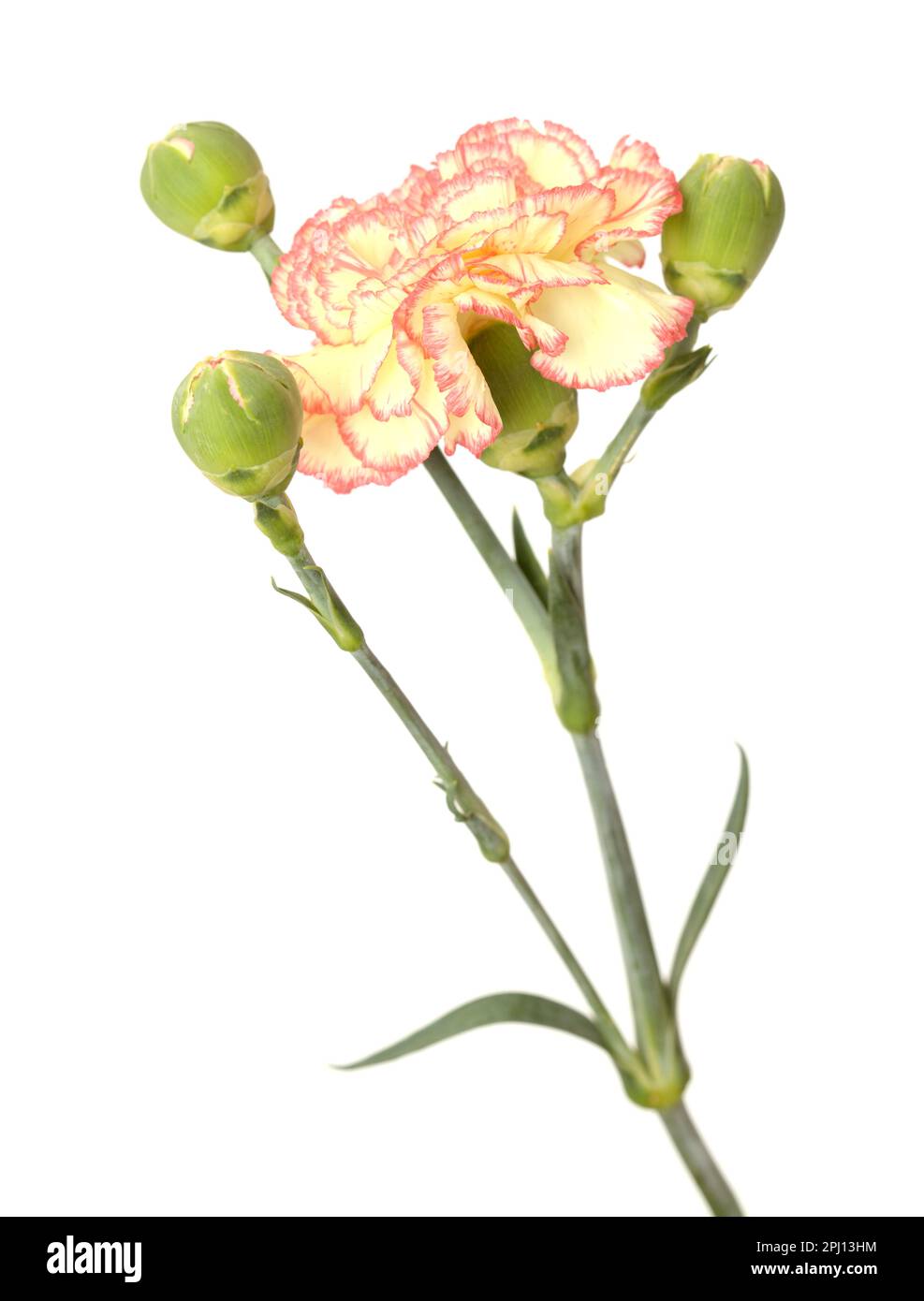 Dianthus cultivation hi-res stock photography and images - Alamy