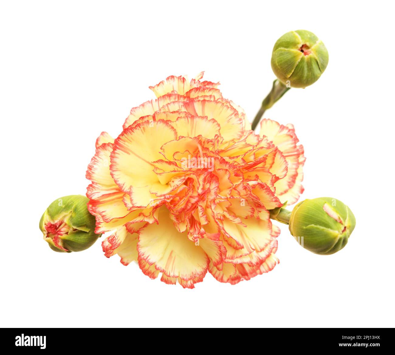 beautiful unusual cream and pink red Carnation flowers isolated on ...