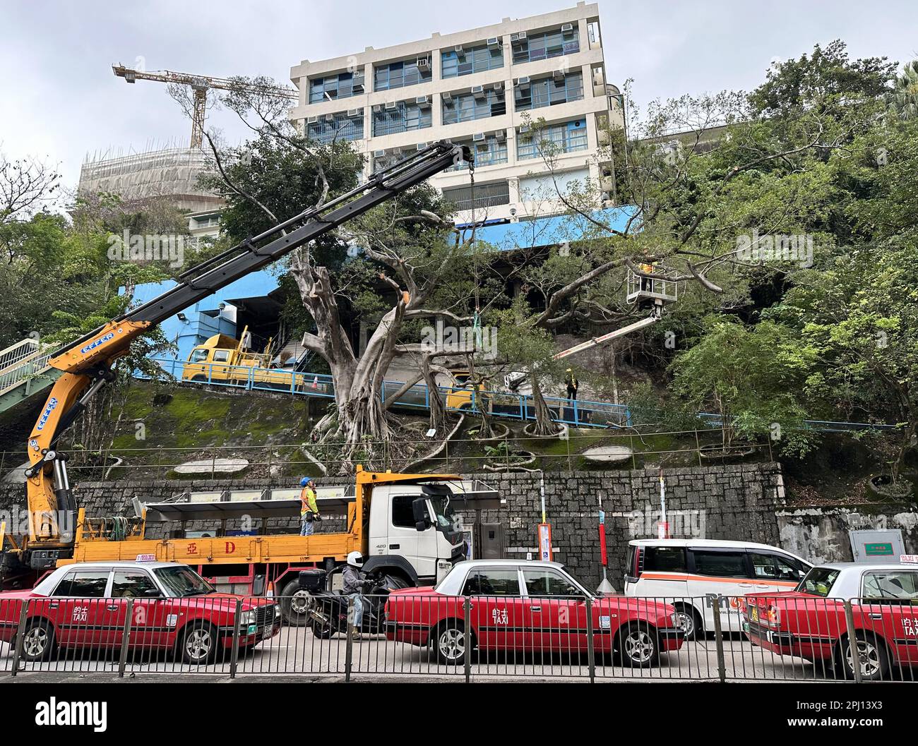 Axed tree hi-res stock photography and images - Alamy