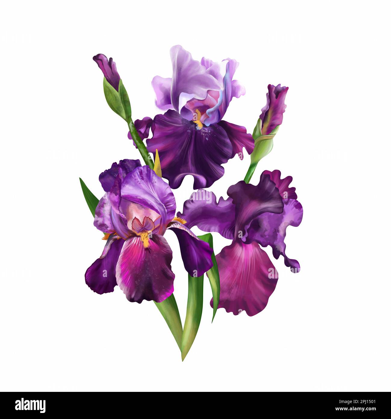 Purple irises floral botanical Cut Out Stock Images & Pictures - Alamy