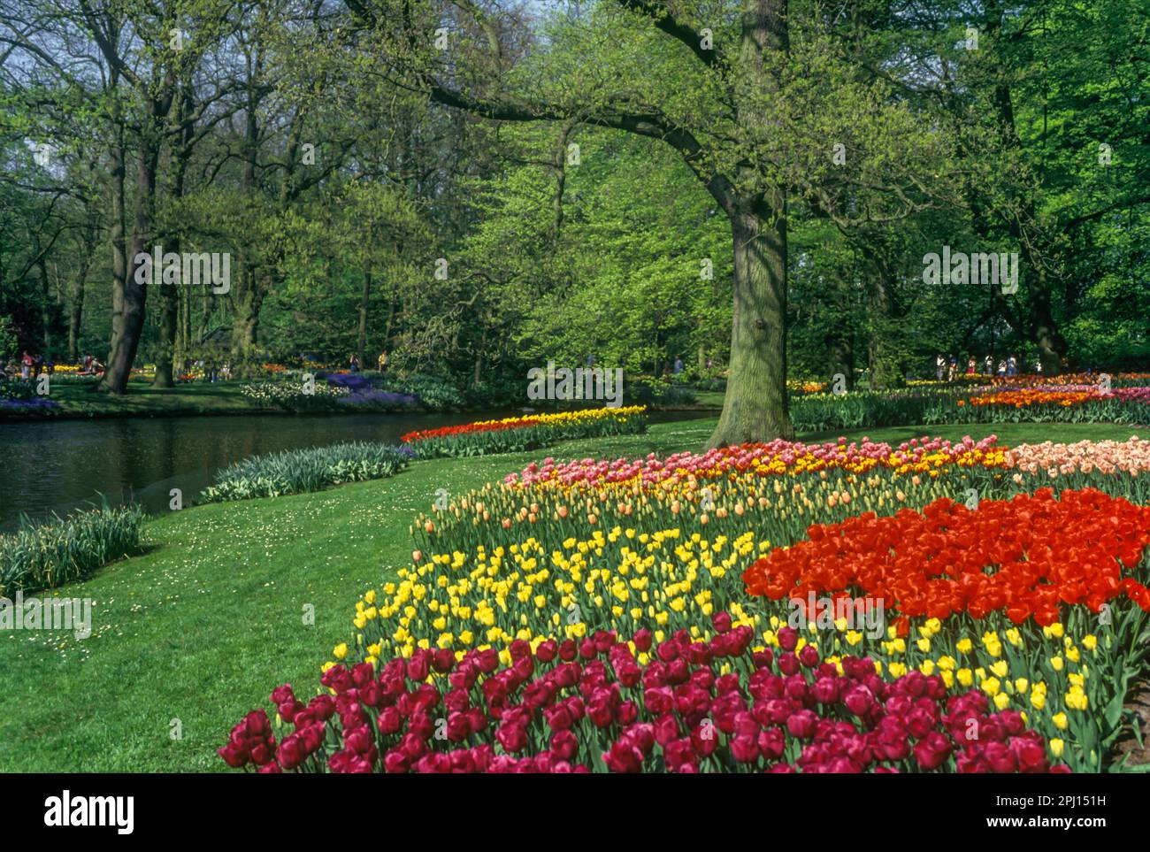 SPRING TULIPS FLOWERS KEUKENHOF GARDENS LISSE HOLLAND Stock Photo - Alamy