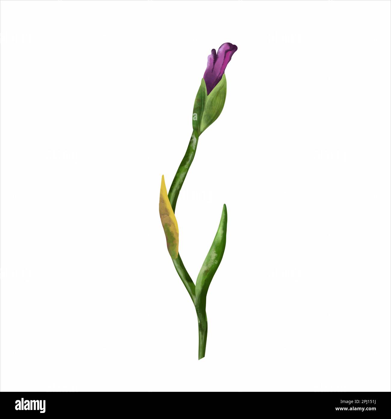Bud of purple iris isolated on white background. Watercolor ...