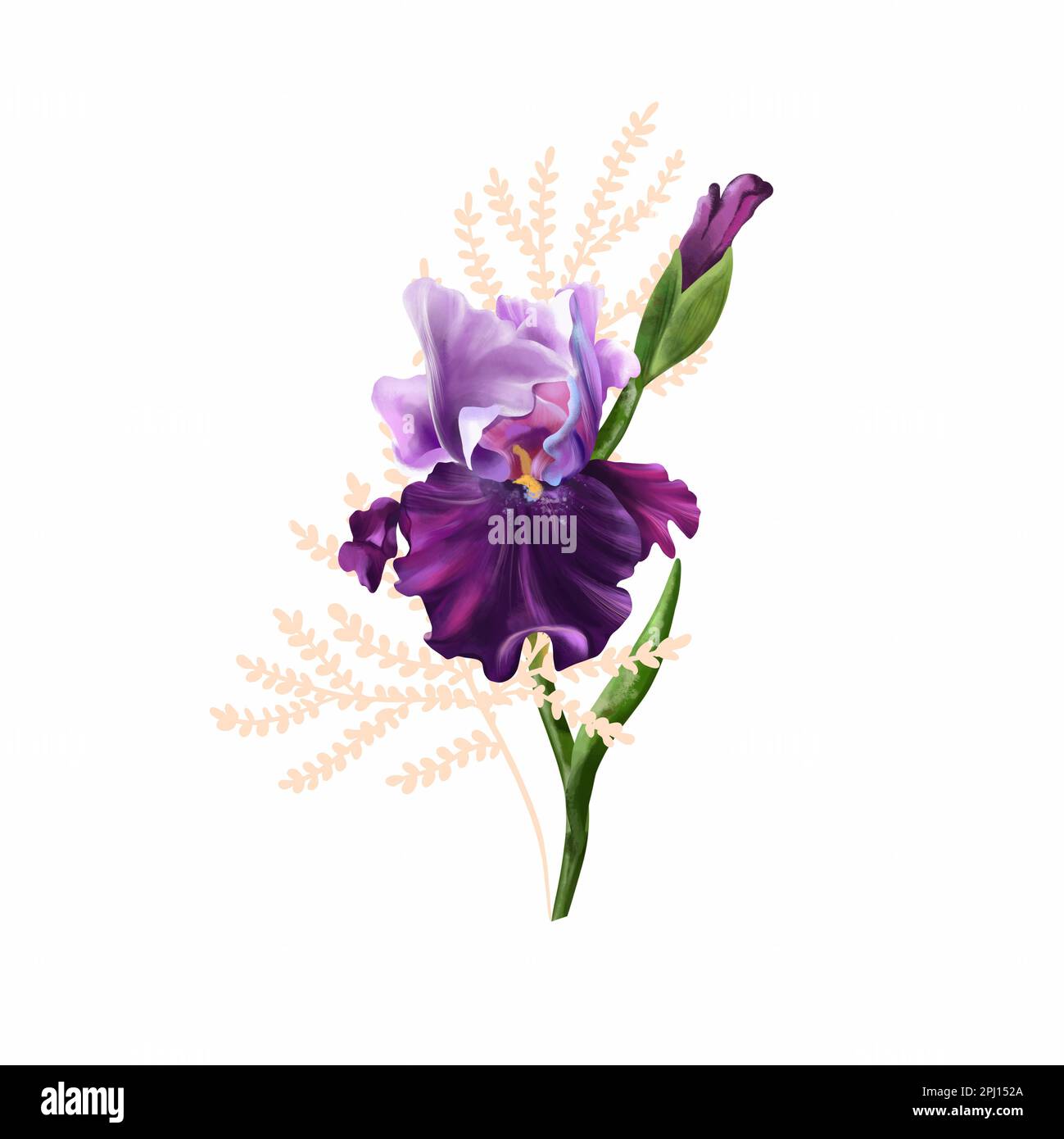 Iris flower drawing Cut Out Stock Images & Pictures - Alamy