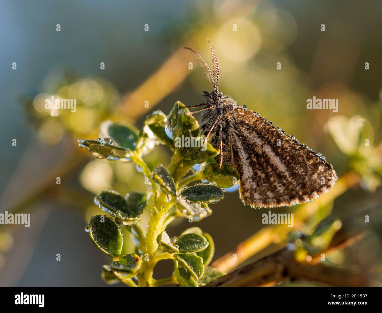 Butterfly in their natural environment Stock Photo - Alamy