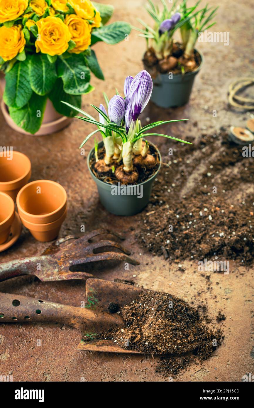 Spring gardening concept - gardening tools with plants, flowerpots and ...