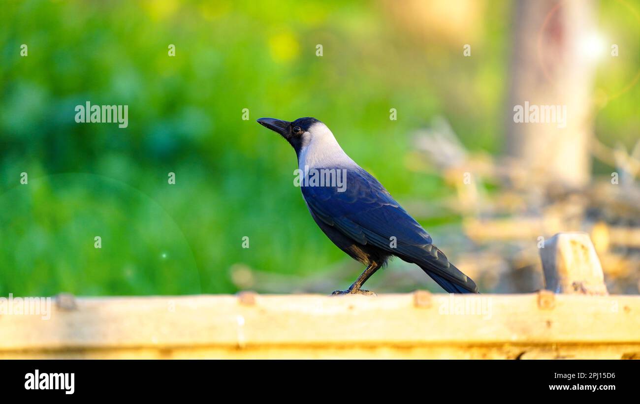 house crow (Corvus splendens)sitting against green background Stock ...