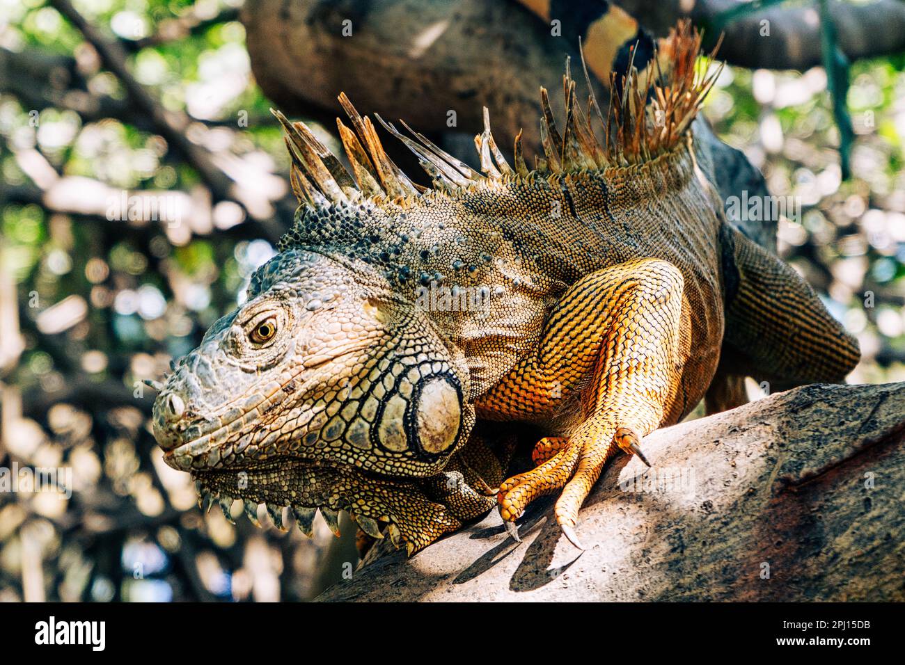 Close up shot of colourful Iguana in Belize walking through the ...