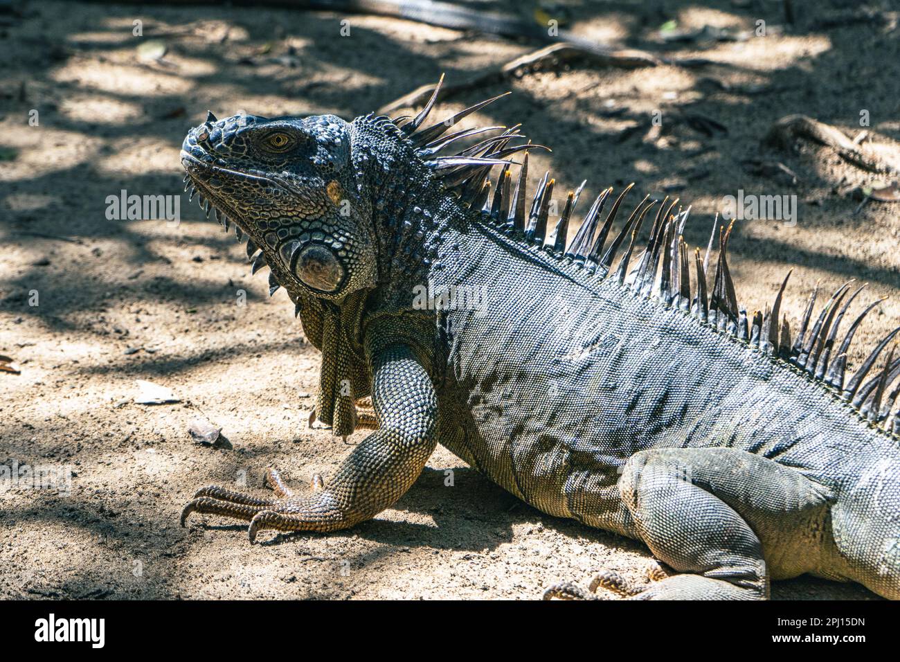 Close up shot of Iguana in Belize walking through the mangrove trees ...