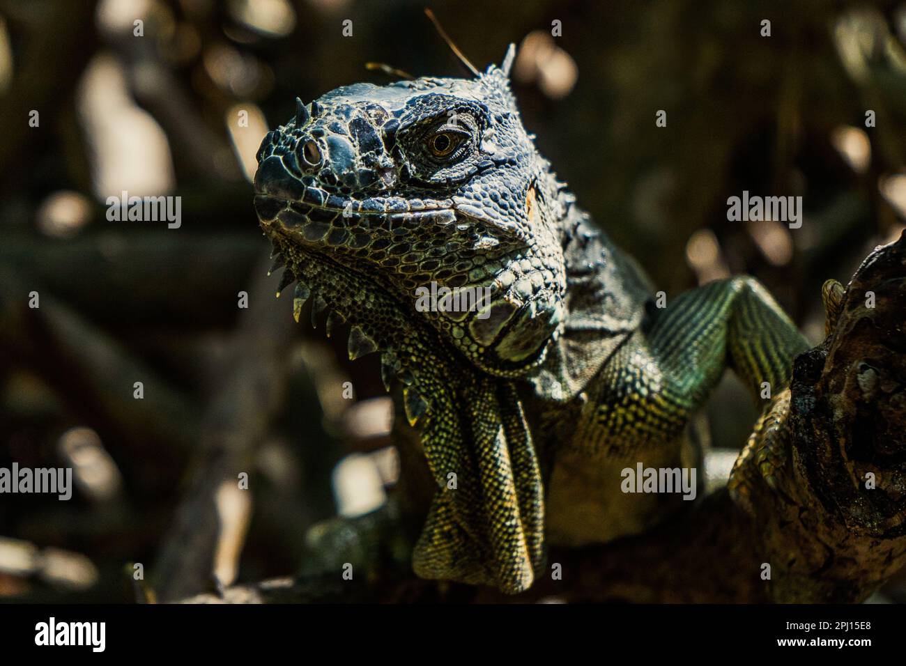 Close up shot of Iguana in Belize walking through the mangrove trees ...